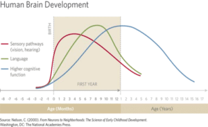 7 MAIN STAGES OF HUMAN BRAIN DEVELOPMENT: PROCESSES AND FACTORS ...